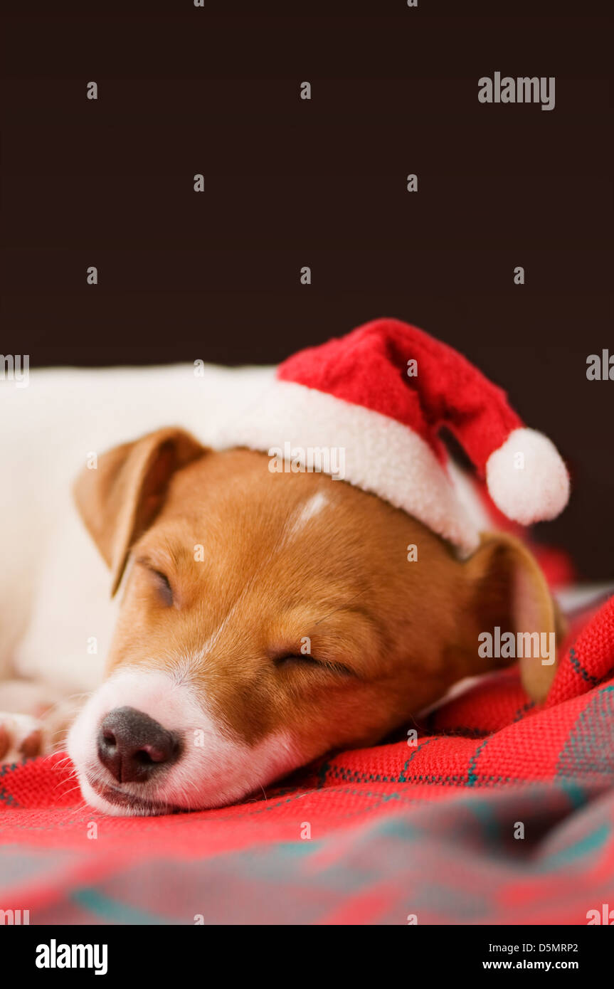 sleeping jack russel close up Stock Photo - Alamy