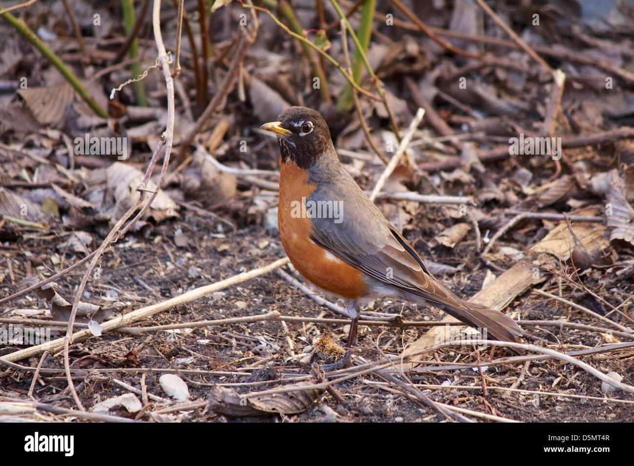 Robin hunting for worms hi-res stock photography and images - Alamy