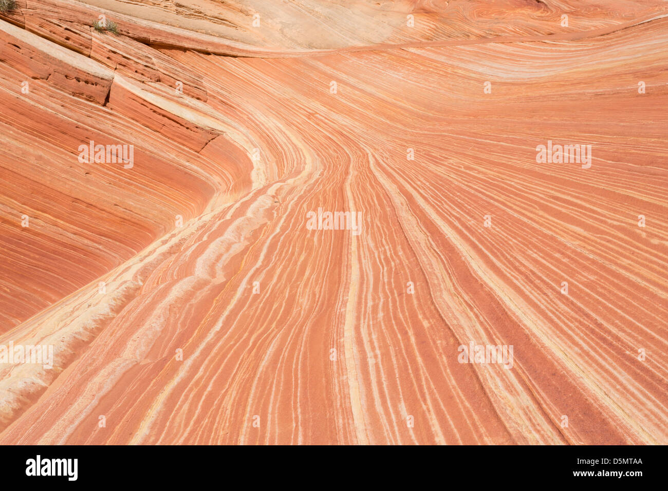 Closeup / abstract view of the iconic Wave - colorful sandstone rock ...