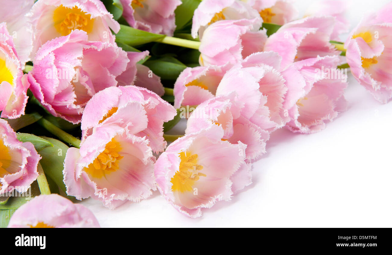 Tulipa Crispa Hamilton pink tulips bouquet Stock Photo - Alamy