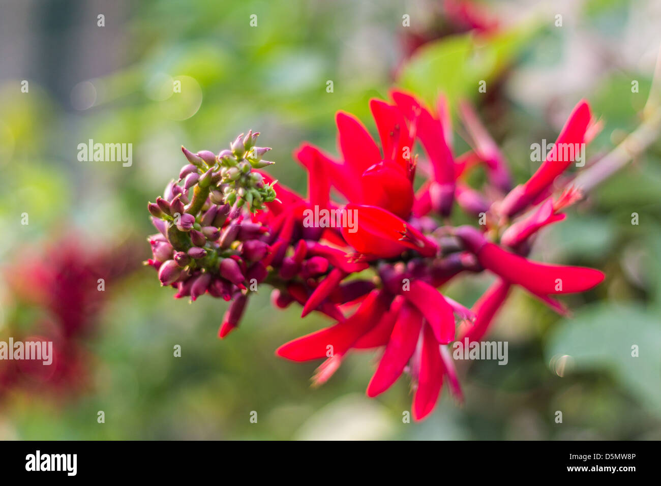 Erythrina variegata hi-res stock photography and images - Alamy