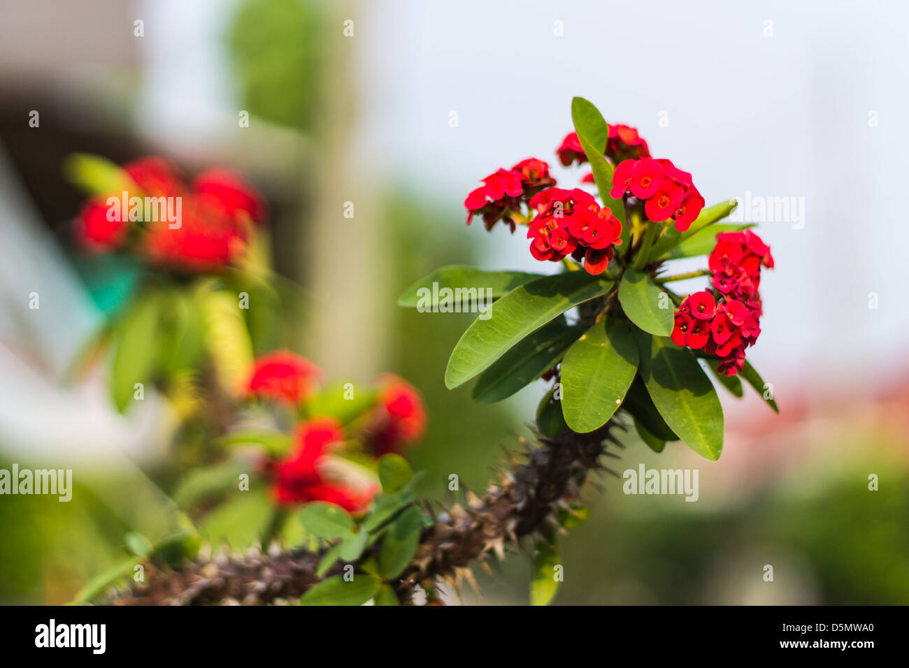Sian plant hi-res stock photography and images - Alamy