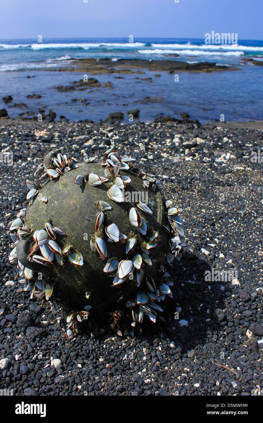 Buoy barnacles hi-res stock photography and images - Alamy