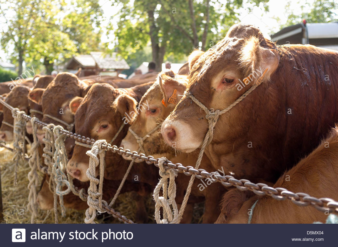 Limousine Cattle High Resolution Stock Photography and Images - Alamy