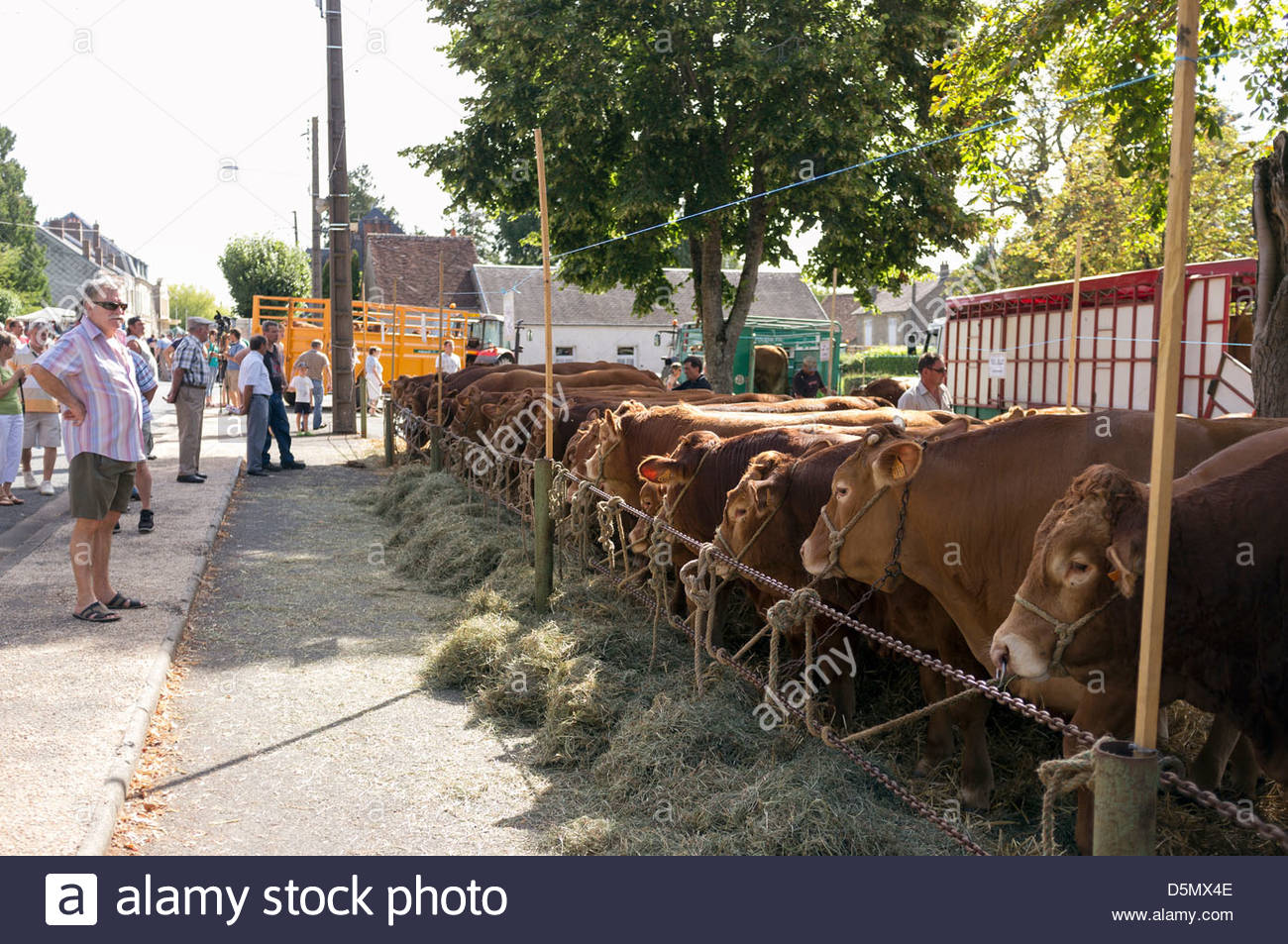 Limousine Cattle High Resolution Stock Photography and Images - Alamy