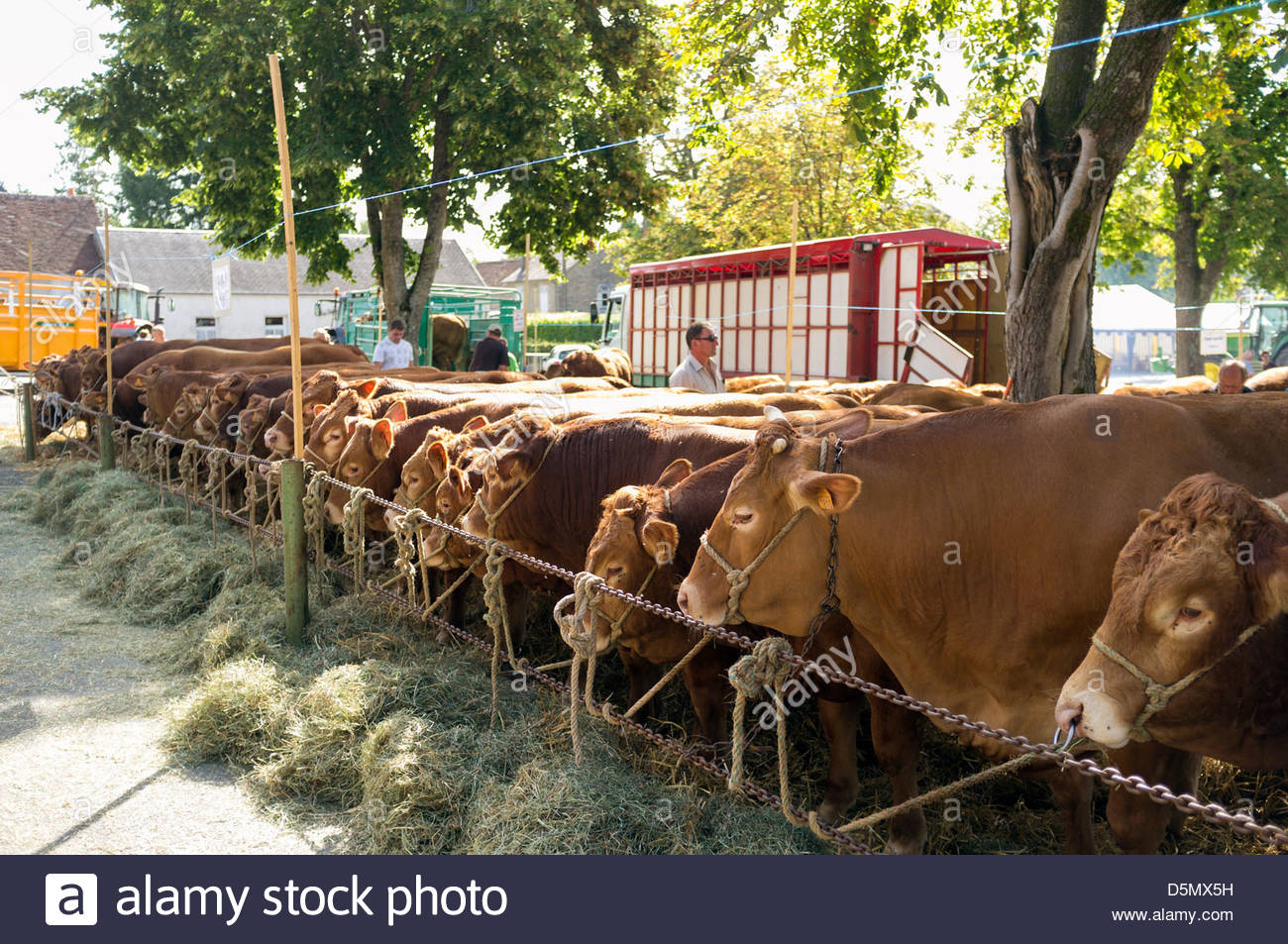 Limousine Cattle High Resolution Stock Photography and Images - Alamy