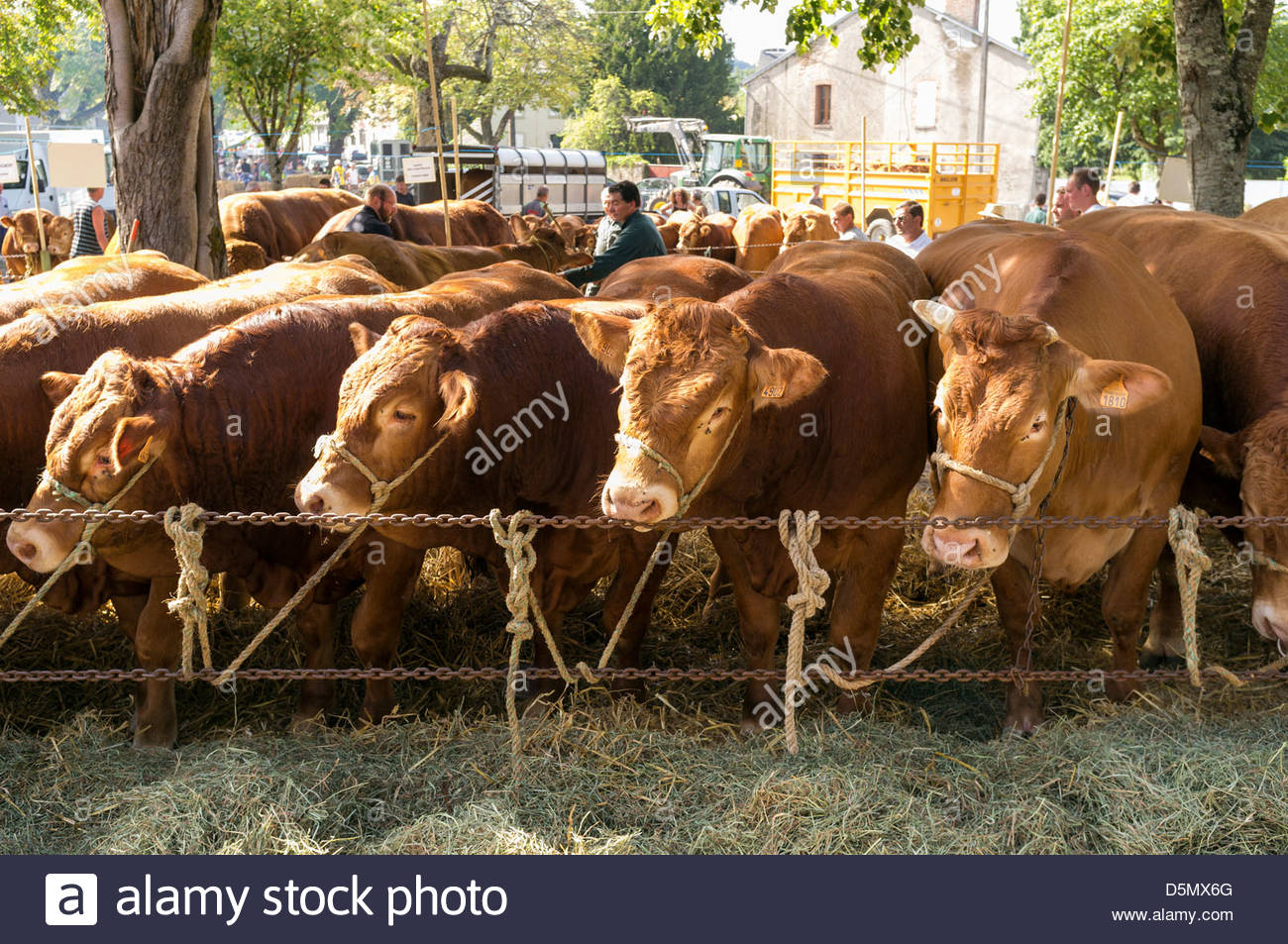 Limousine Cattle High Resolution Stock Photography and Images - Alamy