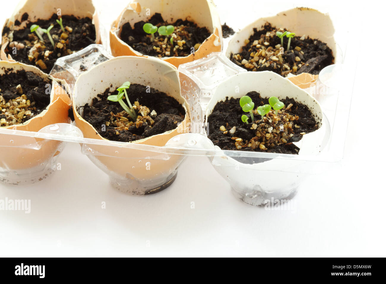 Egg white plants hi-res stock photography and images - Alamy