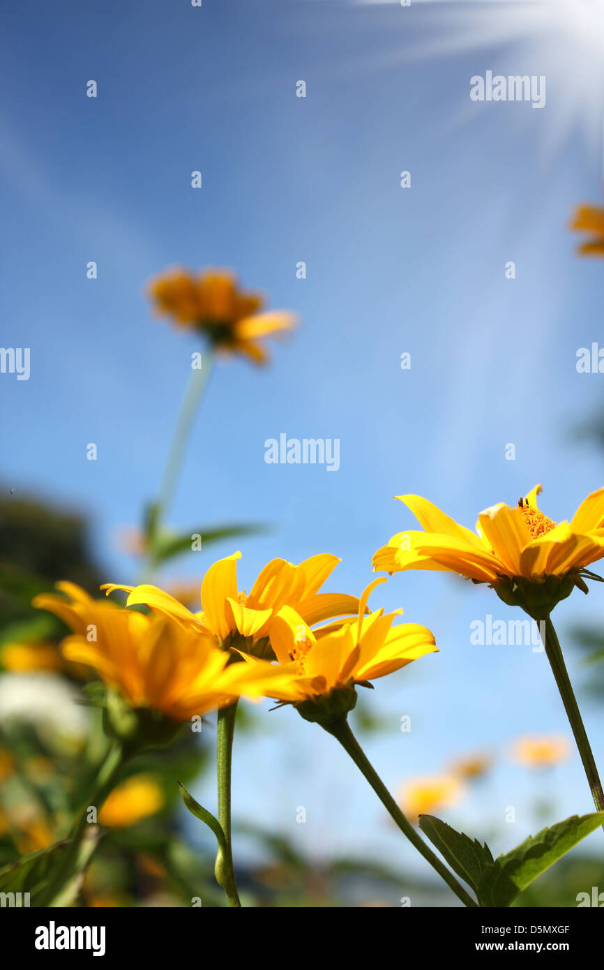 sunny flowers sky Stock Photo - Alamy