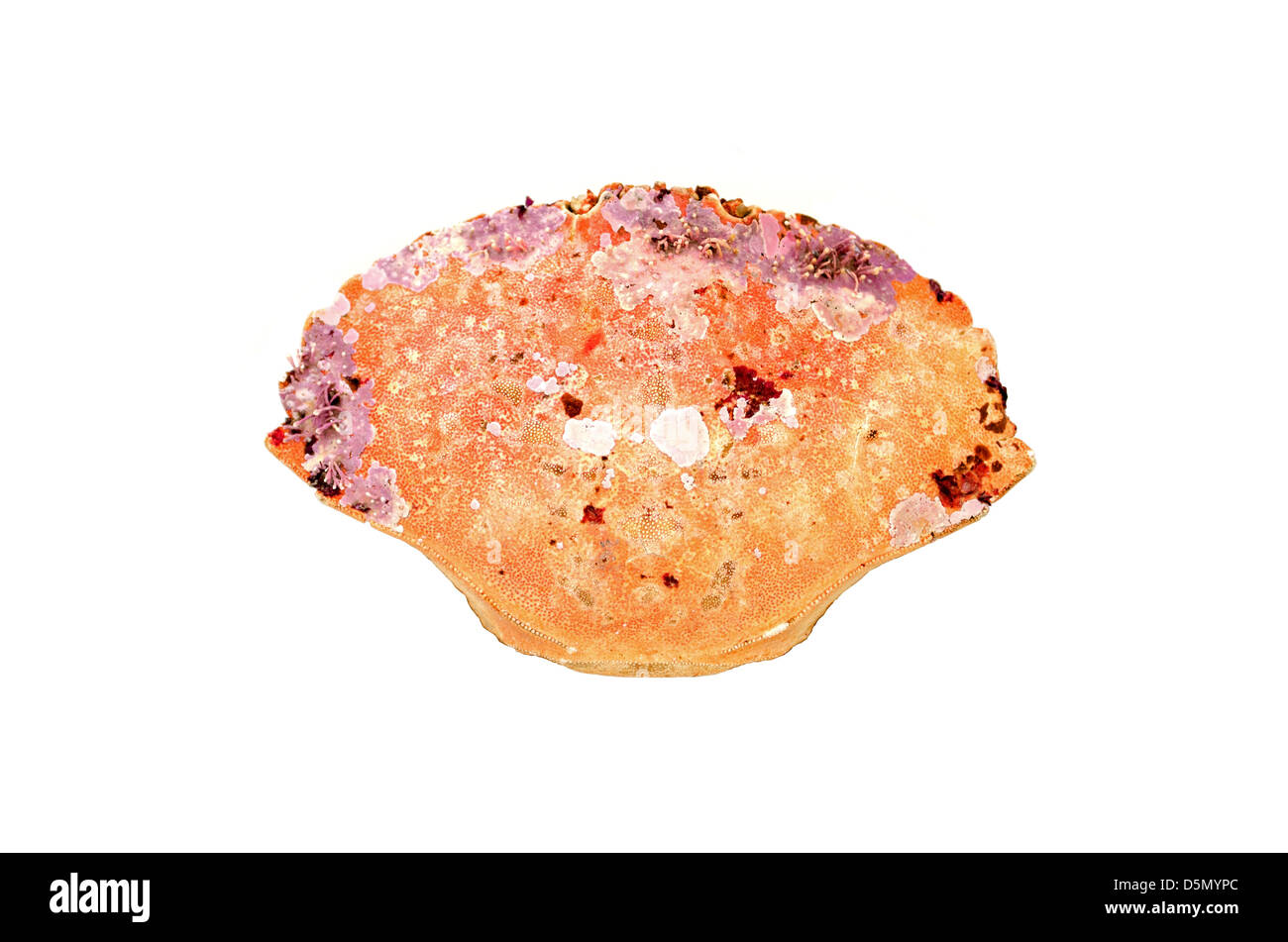 Shell of a Rock Crab (Cancer irroratus), Bar Harbor, Maine, covered in ...