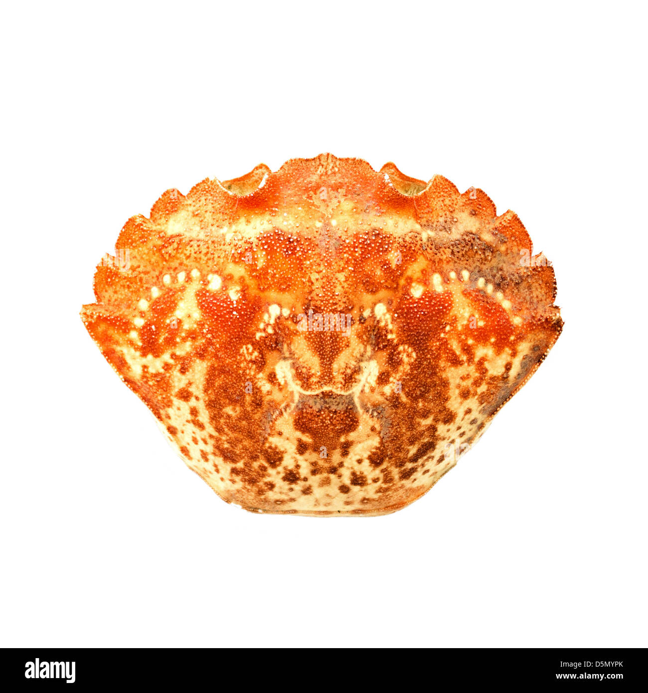 Shell of a Green Crab (Carcinus maenas Stock Photo - Alamy