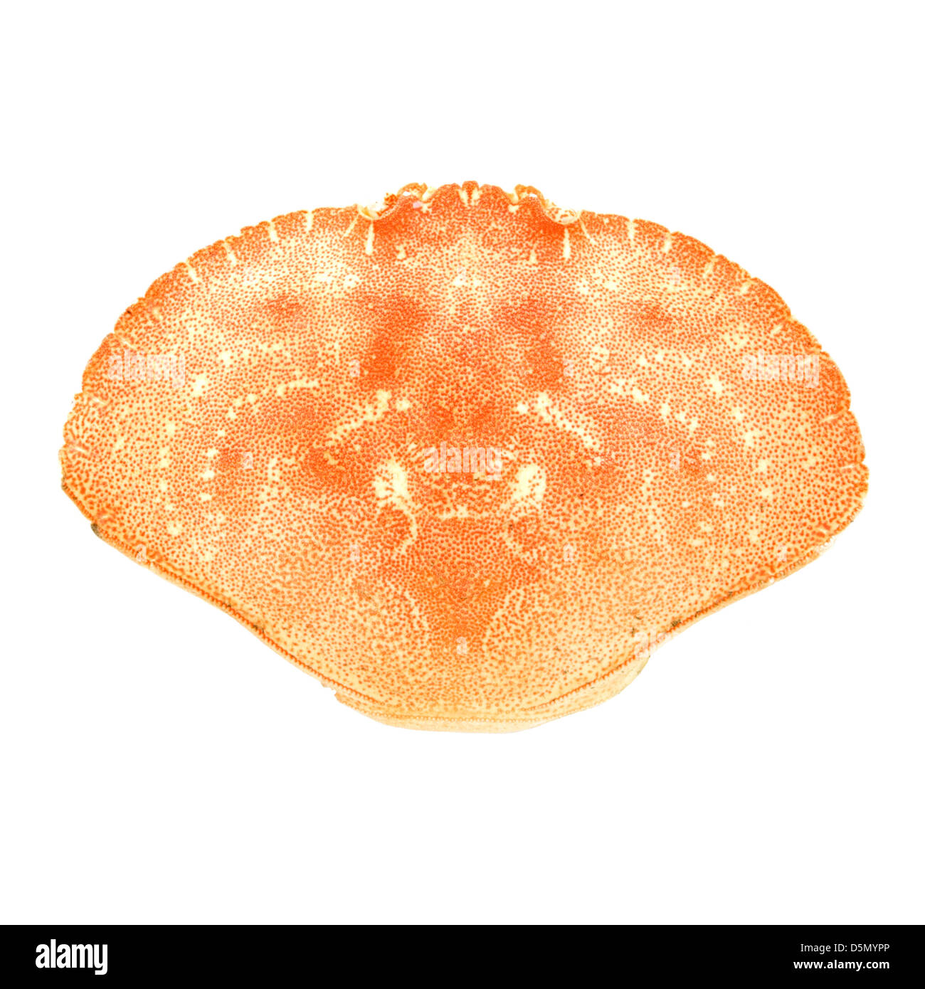 The shed shell of a Jonah crab, Cancer borealis, Bar Harbor, Maine ...