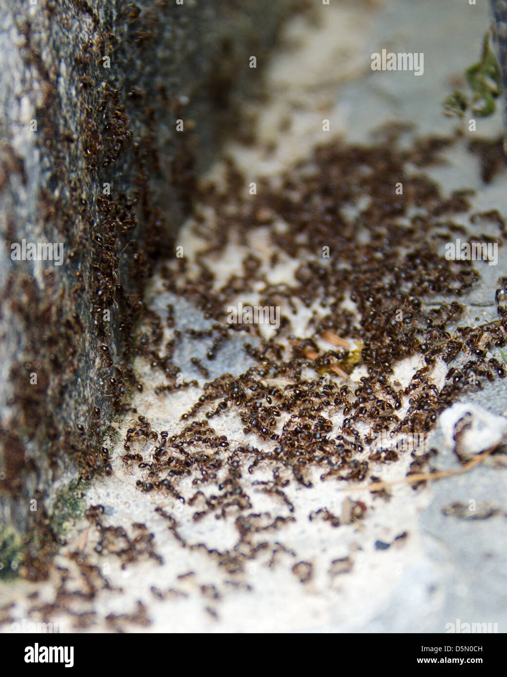 Closeup ants crawling over hi-res stock photography and images - Alamy