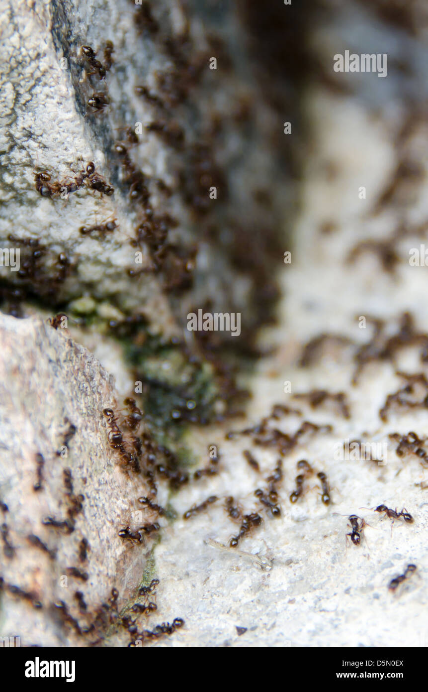 Black ants swarming hi-res stock photography and images - Alamy