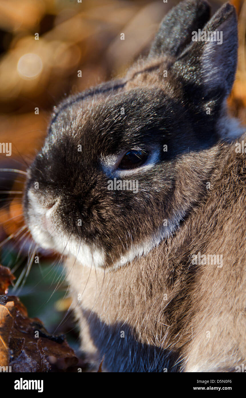 Portrait of a Netherland Dwarf rabbit Stock Photo - Alamy