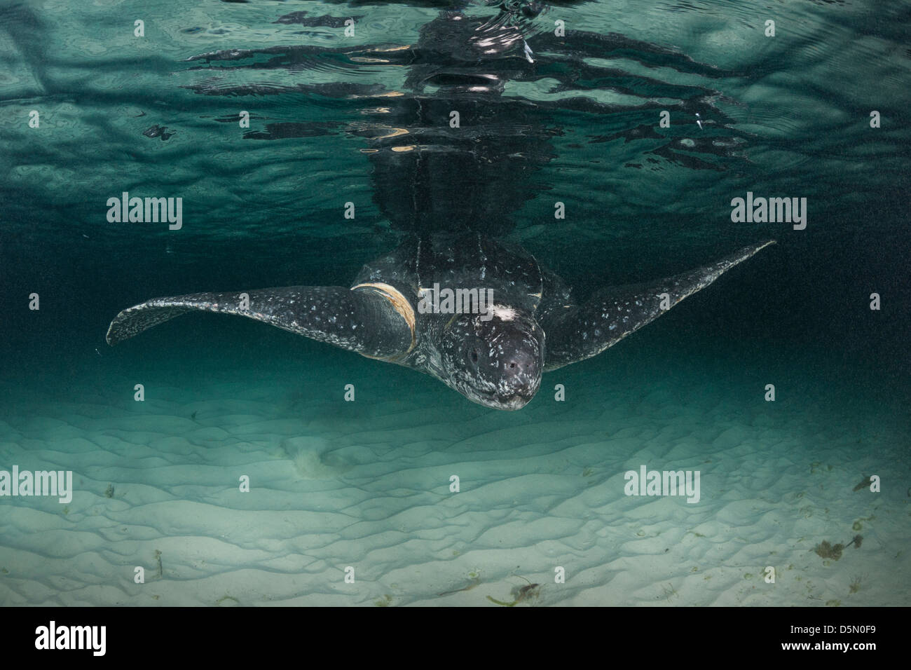 leatherback sea turtle, Dermochelys coriacea ( Critically Endangered ...