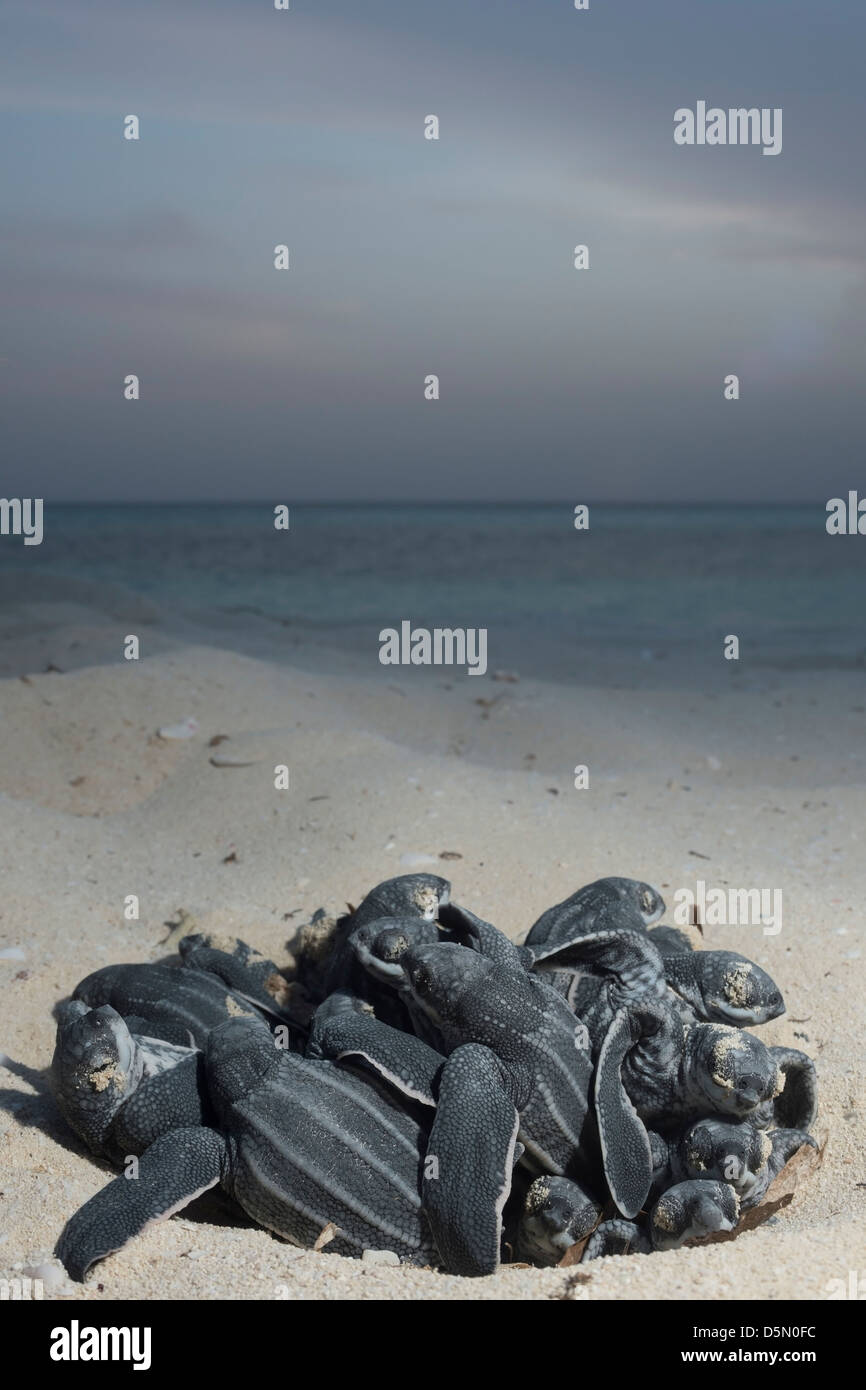 leatherback sea turtle hatchlings, Dermochelys coriacea ( Critically ...