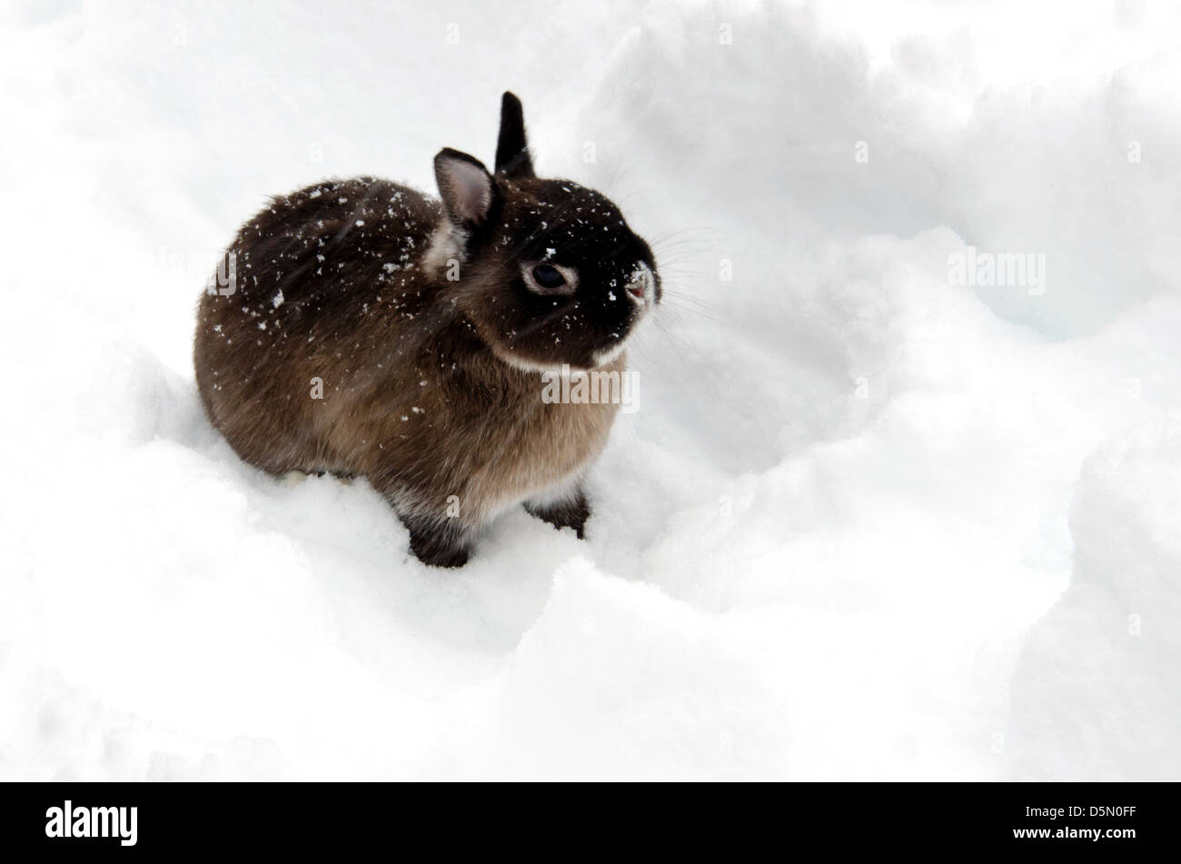 Netherland dwarf rabbit playing hi-res stock photography and images - Alamy