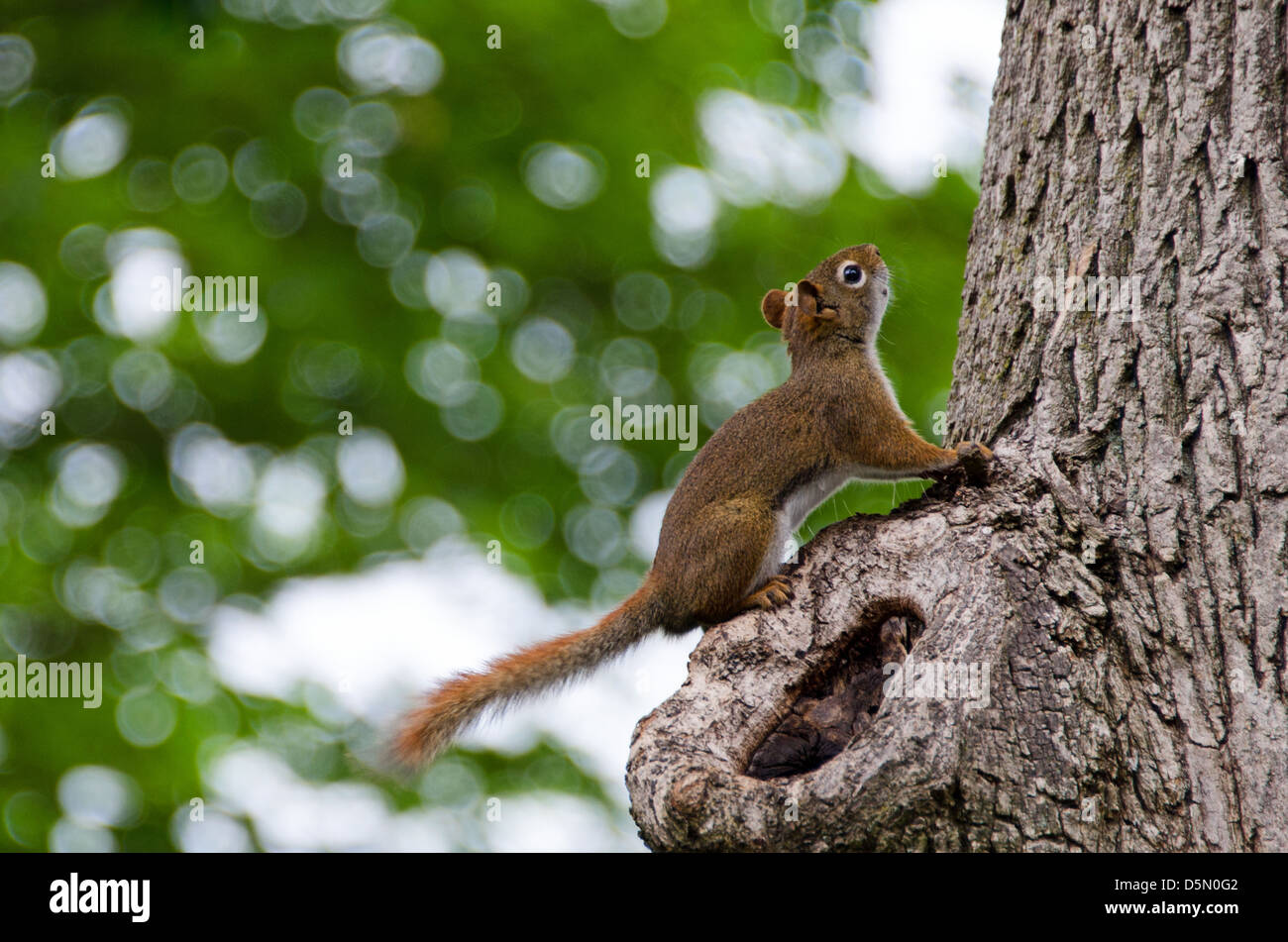 Tamiasciurus hudsonicus climbing tree hi-res stock photography and ...