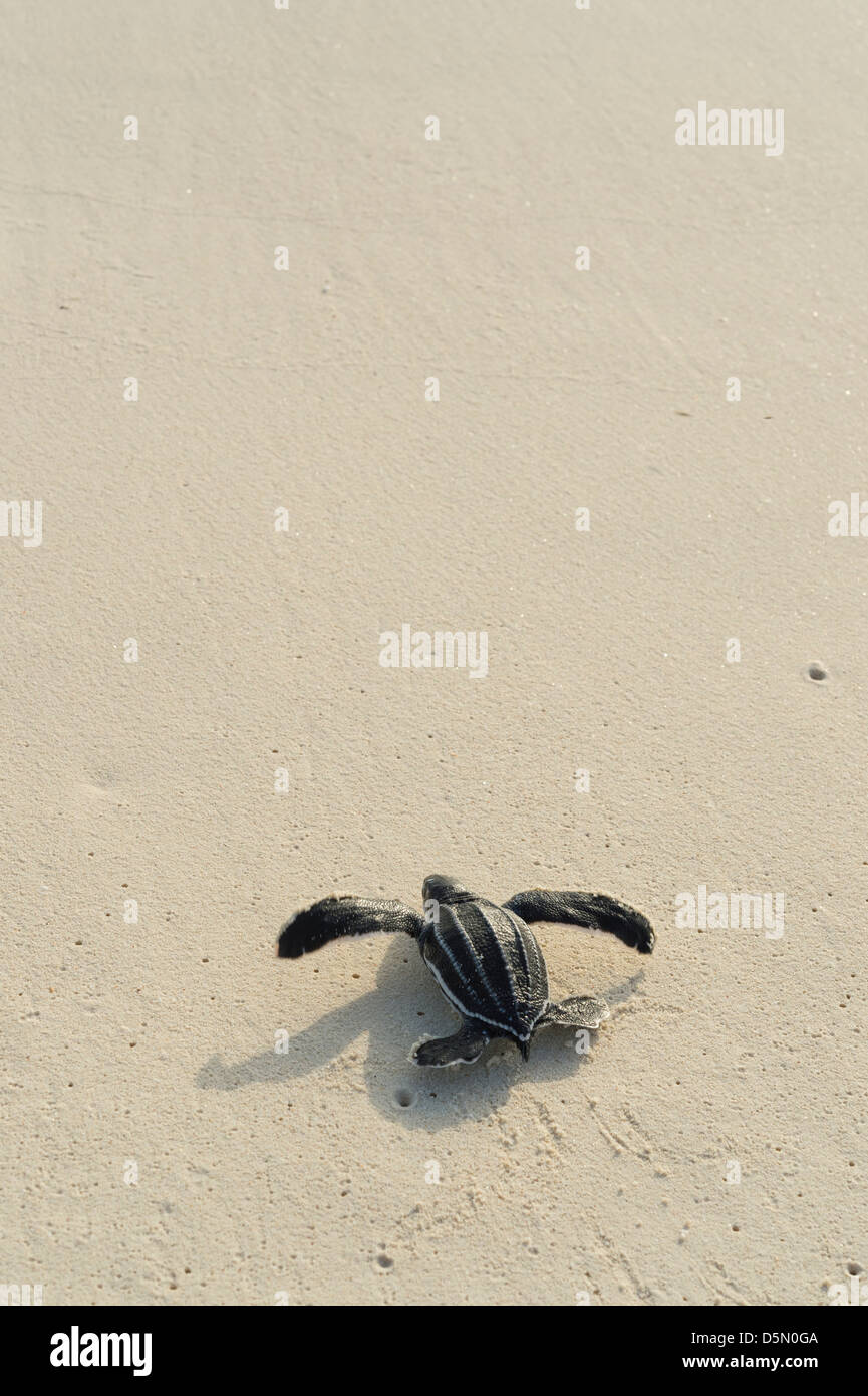 Leatherback sea turtle nesting hi-res stock photography and images - Alamy