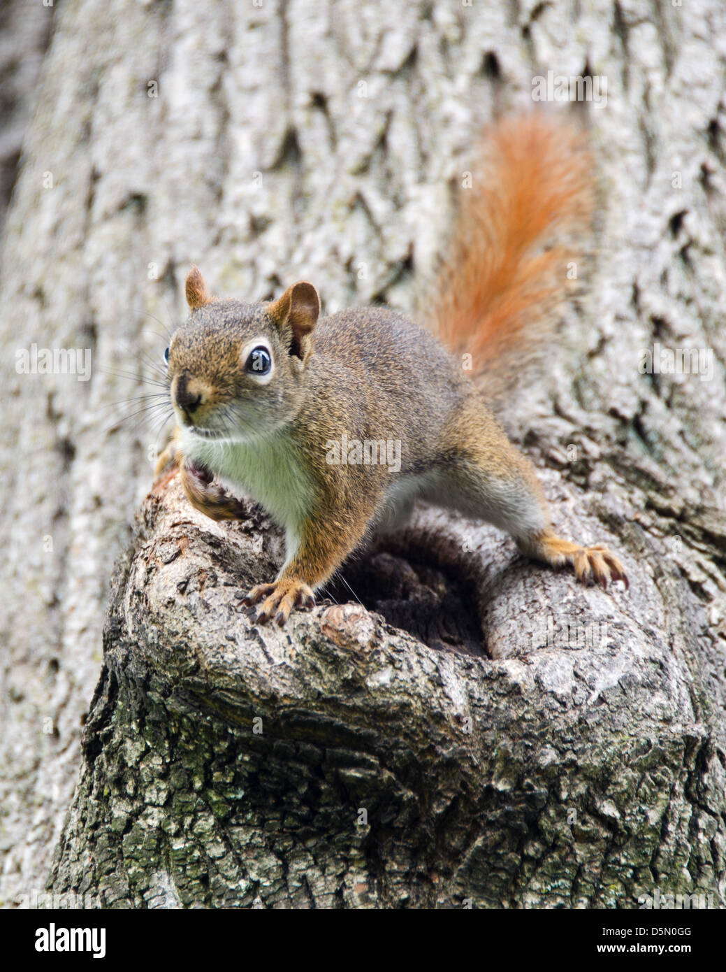 Charming squirrel hi-res stock photography and images - Alamy