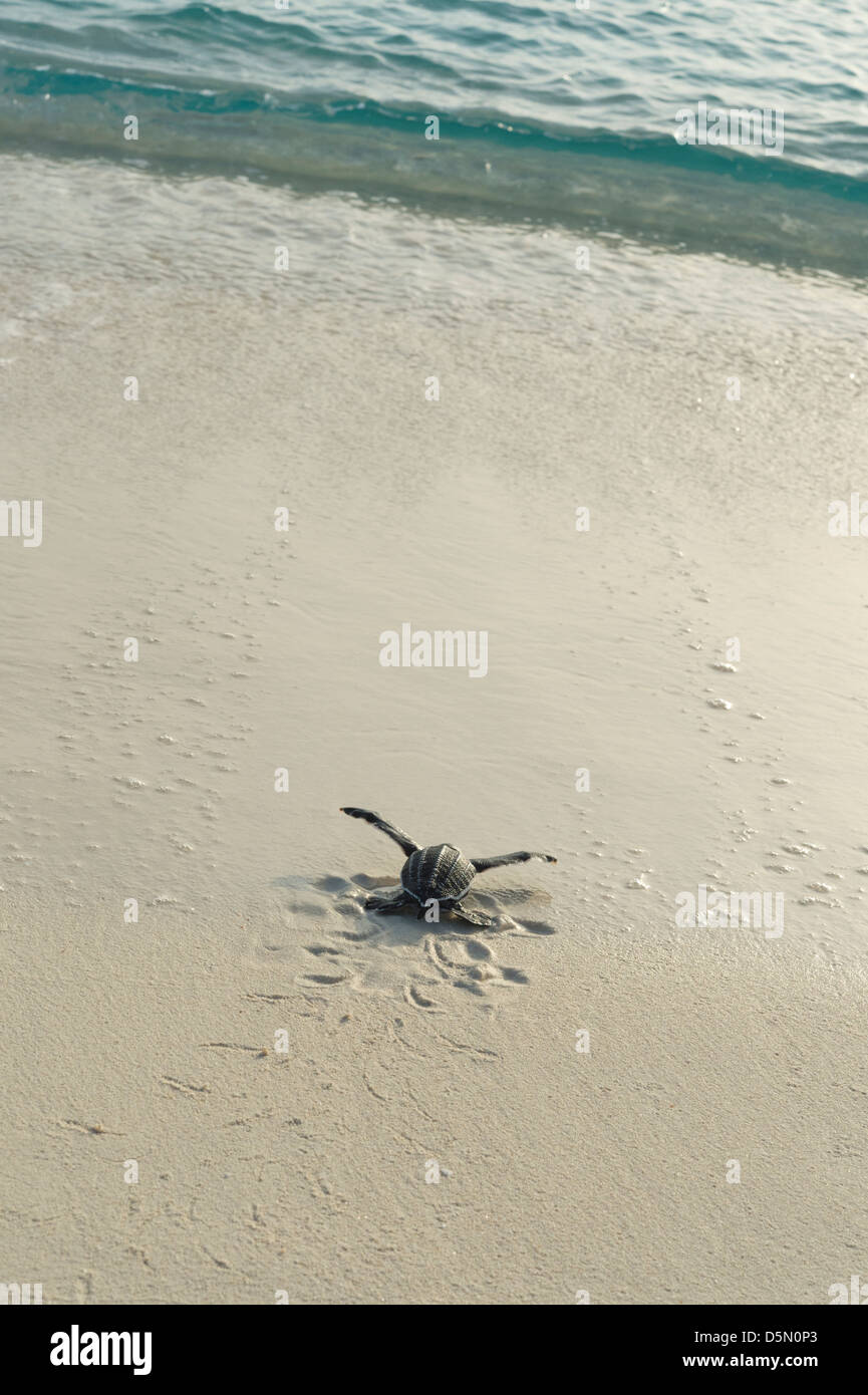 leatherback sea turtle hatchling, Dermochelys coriacea ( Critically ...