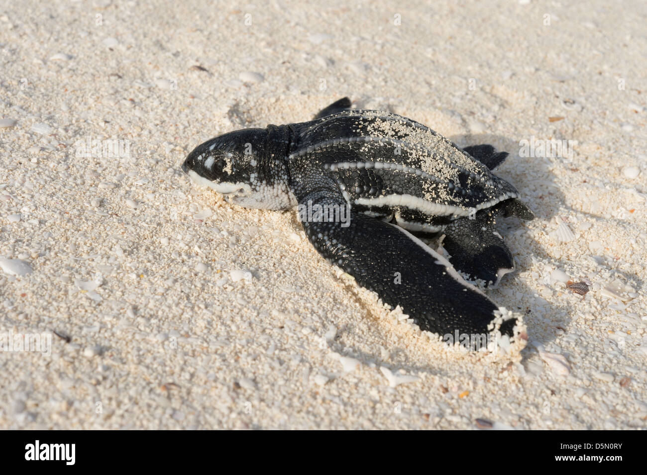leatherback sea turtle hatchling, Dermochelys coriacea ( Critically ...