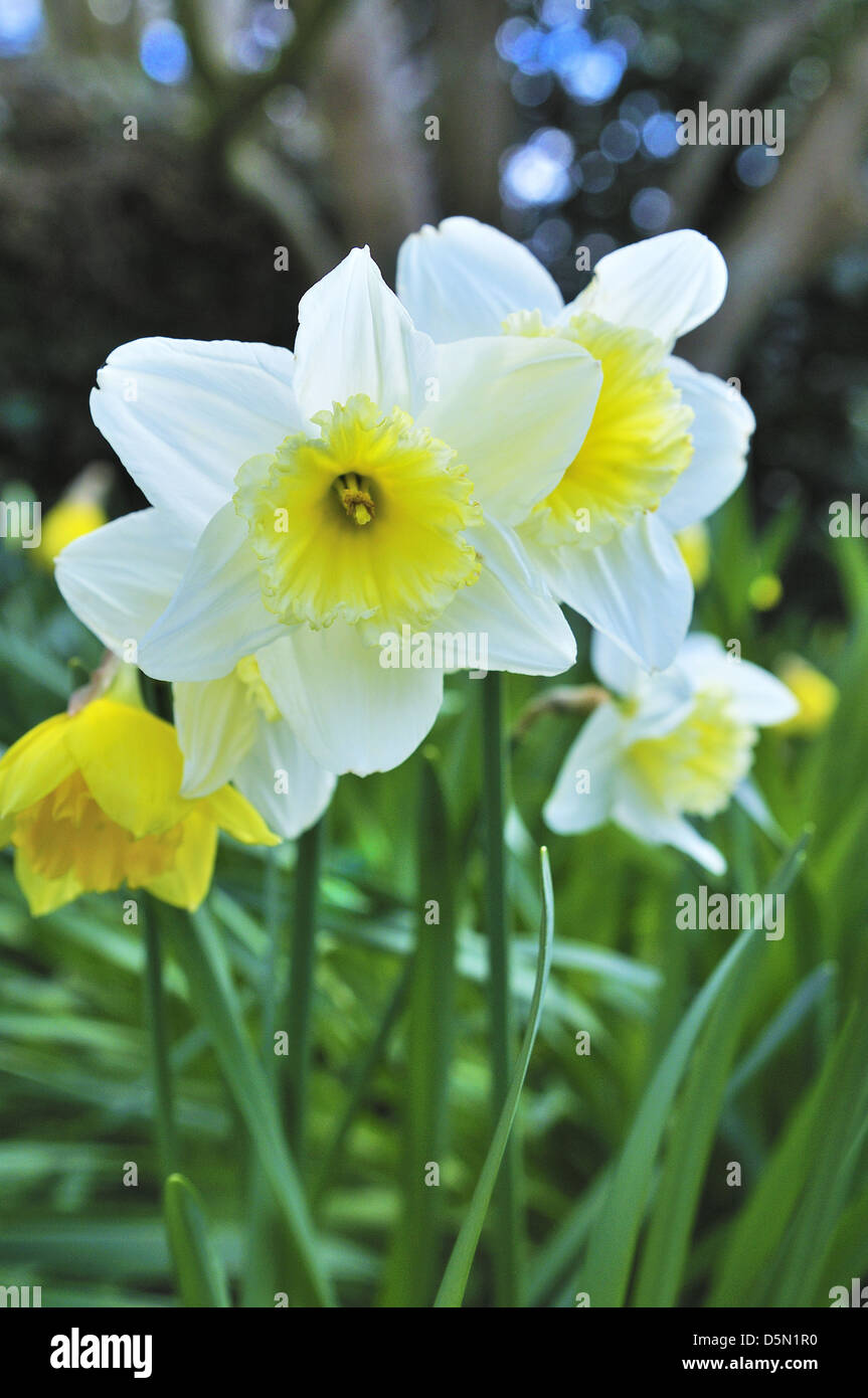 English country side in march hi-res stock photography and images - Alamy