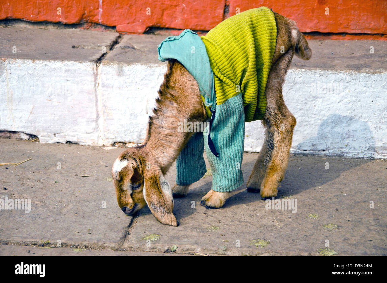 Clothed goatling hi-res stock photography and images - Alamy