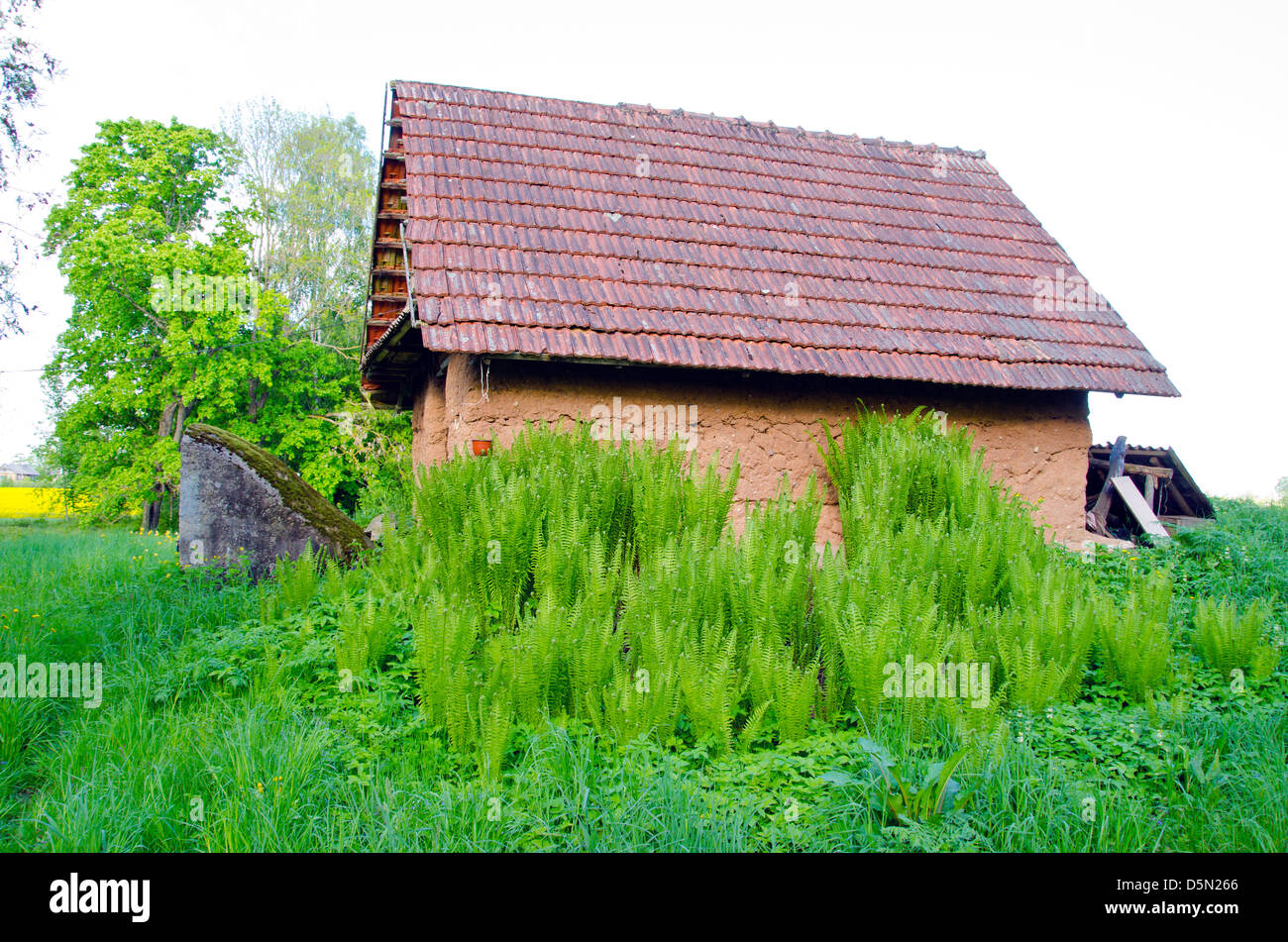 old clay barn in farm and fresh spring ferns Stock Photo - Alamy