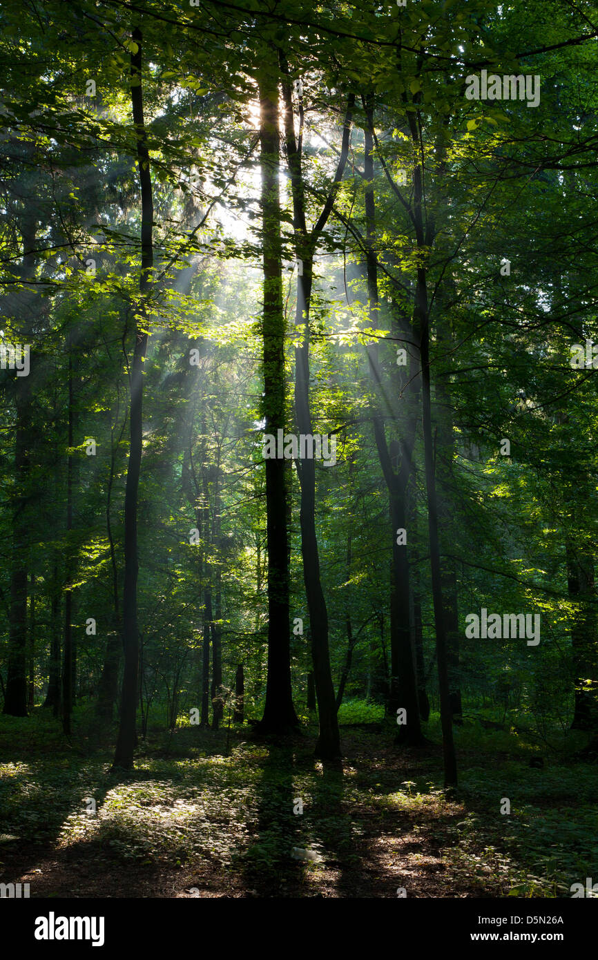 Birch forest dusk hi-res stock photography and images - Alamy