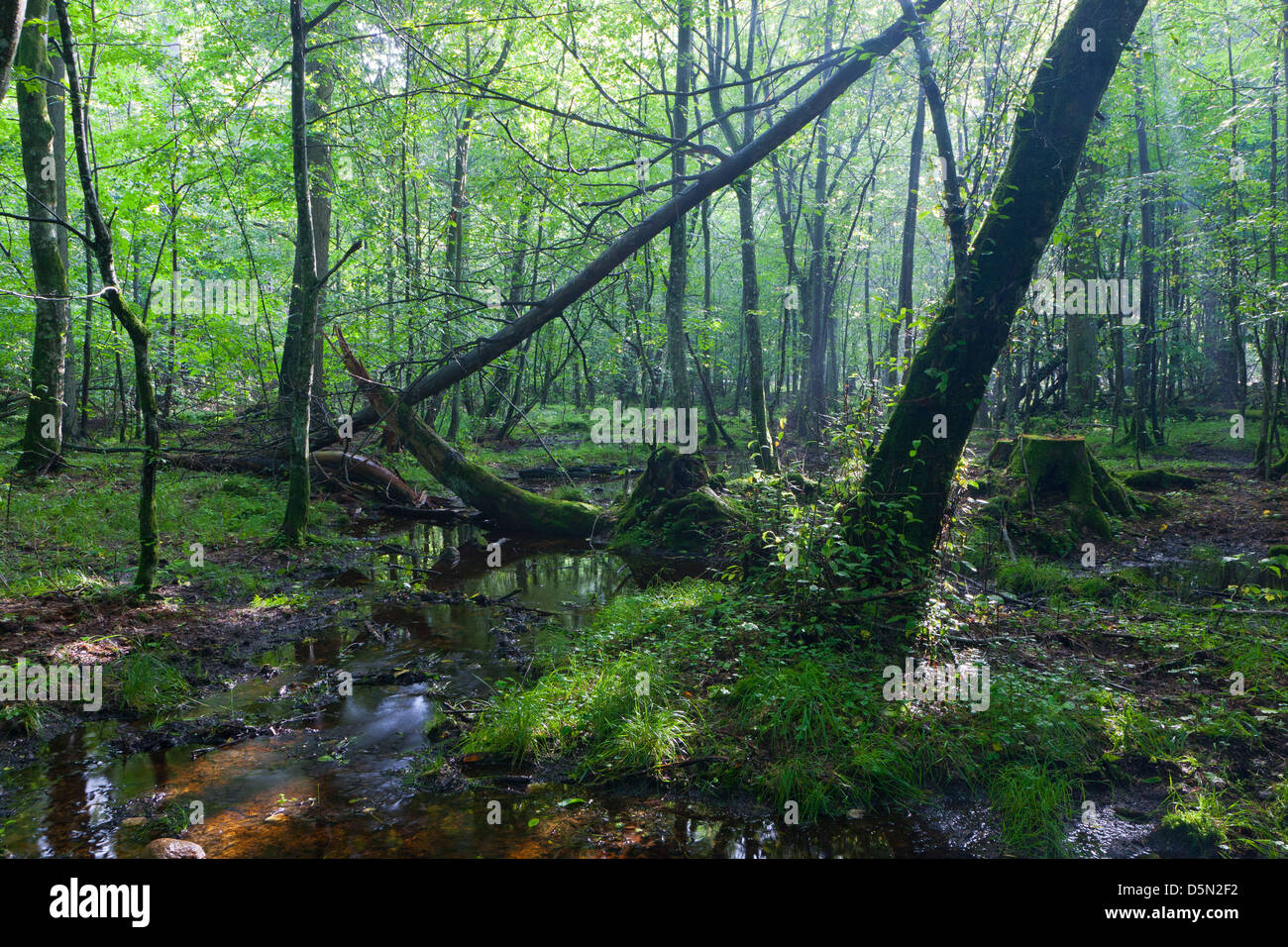 Rain in forest trees stand hi-res stock photography and images - Alamy
