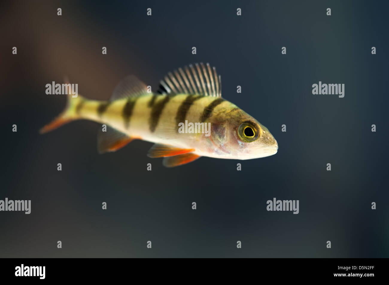 Perch fish hi-res stock photography and images - Alamy