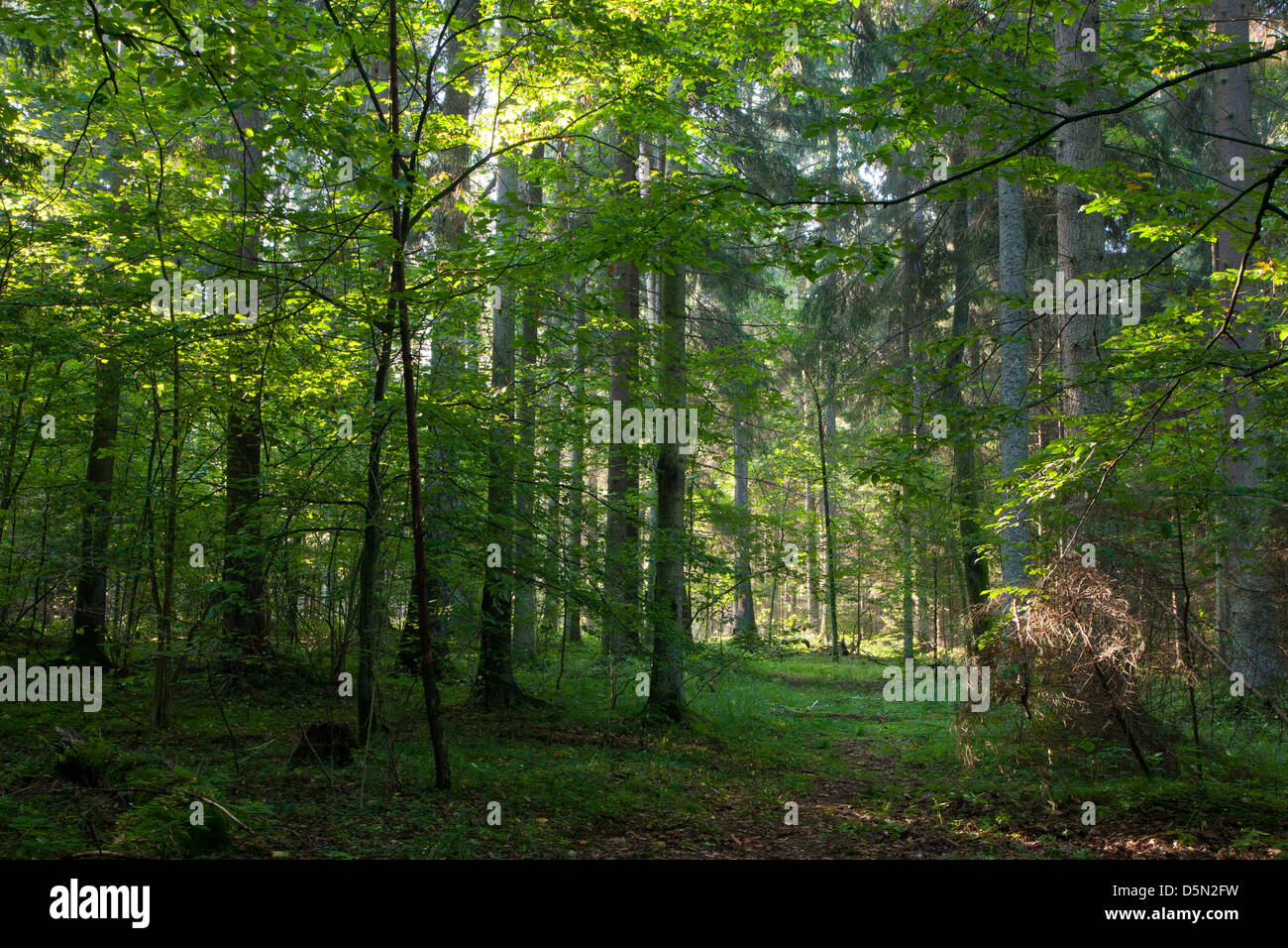 Mixed forest ecosystem hi-res stock photography and images - Alamy