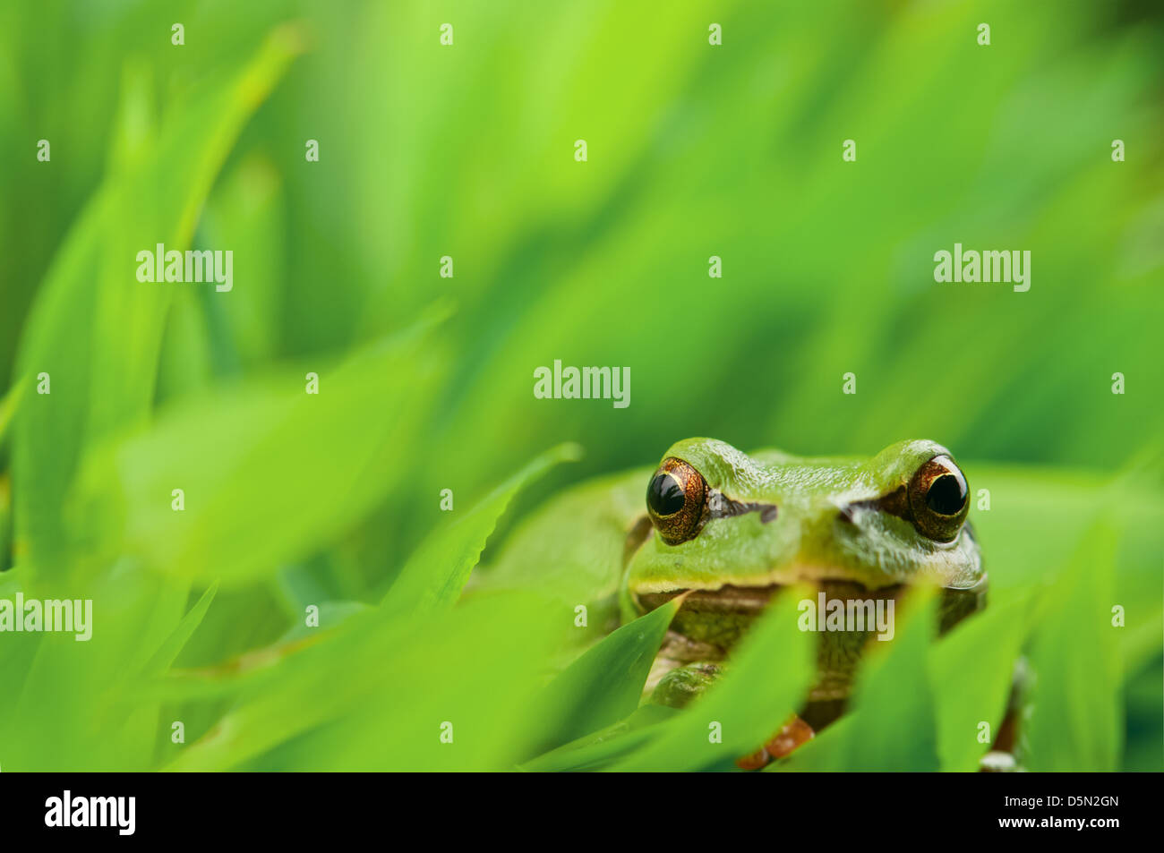 tree frog in grass closeup Stock Photo - Alamy