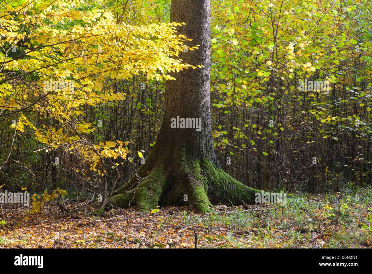 Light illuminating deciduous young stand with old spruce tree in ...