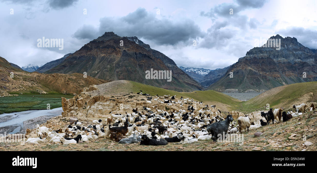 Herd of goats hi-res stock photography and images - Alamy