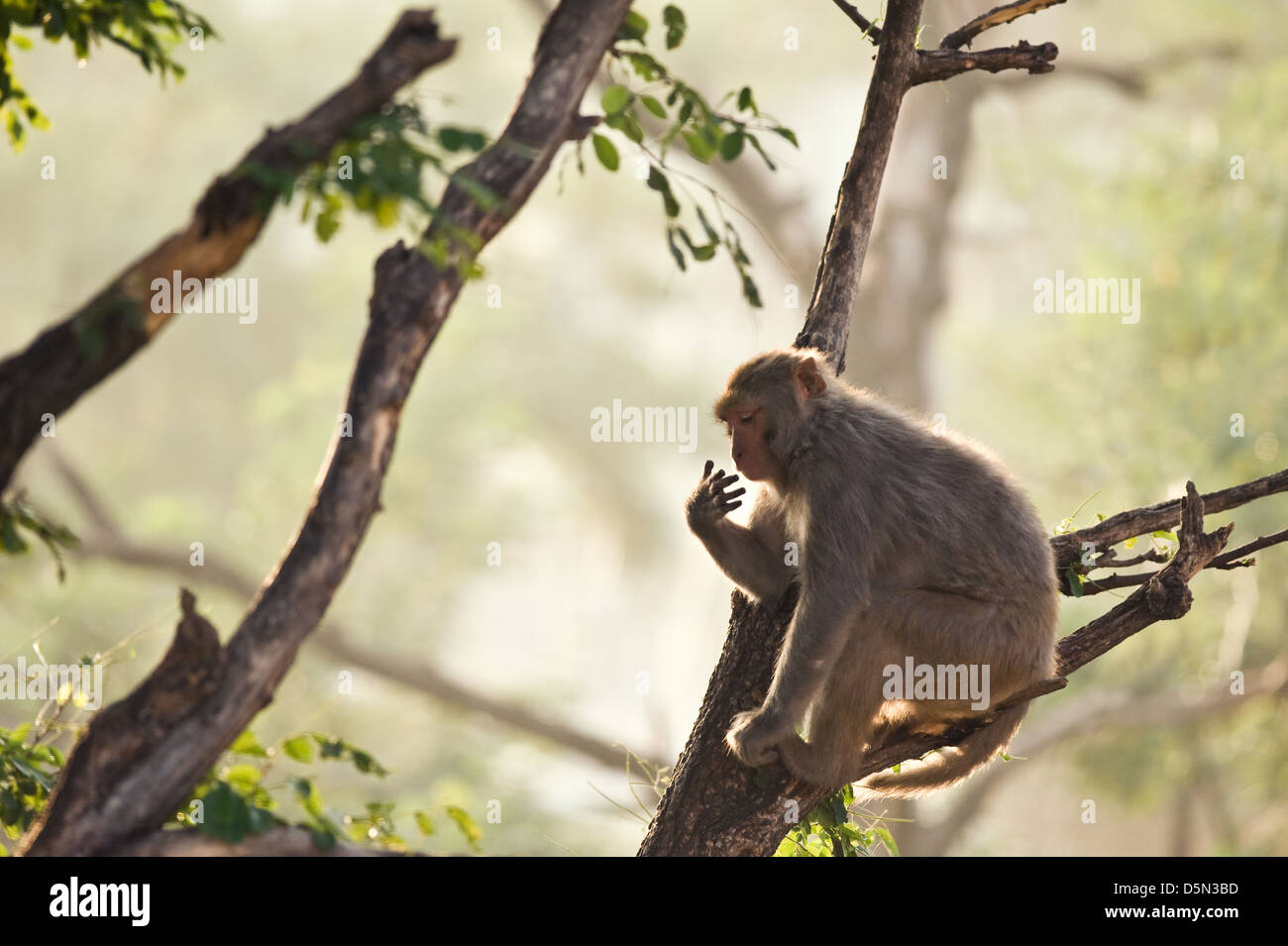 macaque in rainforest sitting on tree Stock Photo - Alamy