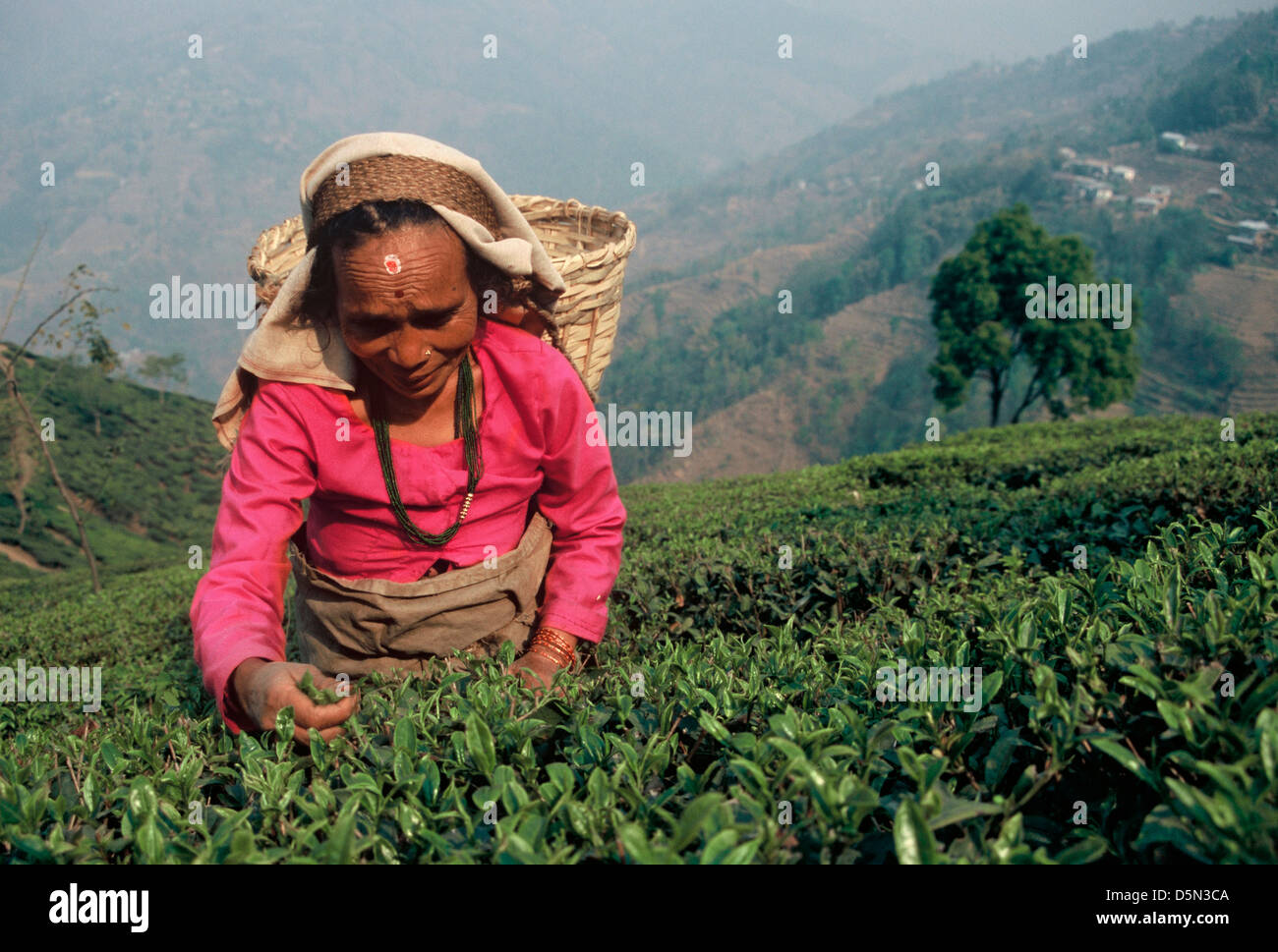 Ilam nepal hi-res stock photography and images - Alamy