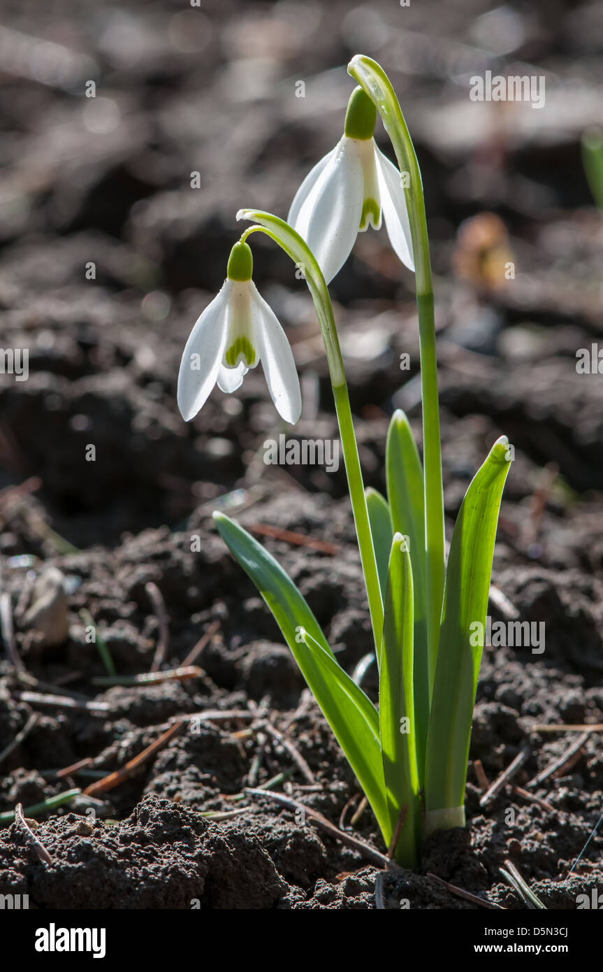 small snowdrop get out from growth Stock Photo - Alamy