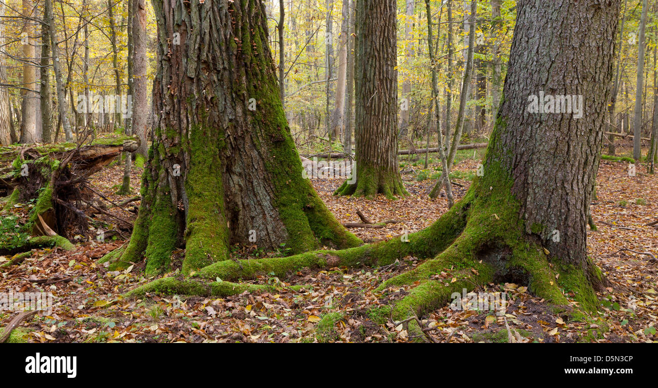 Old oak and spruce in autumnal deciduous stand of Bialowieza Forest in ...