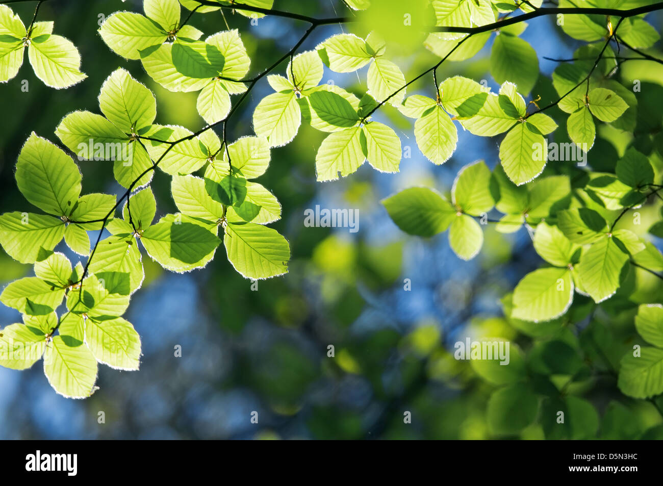 beech leaves texture close up Stock Photo - Alamy