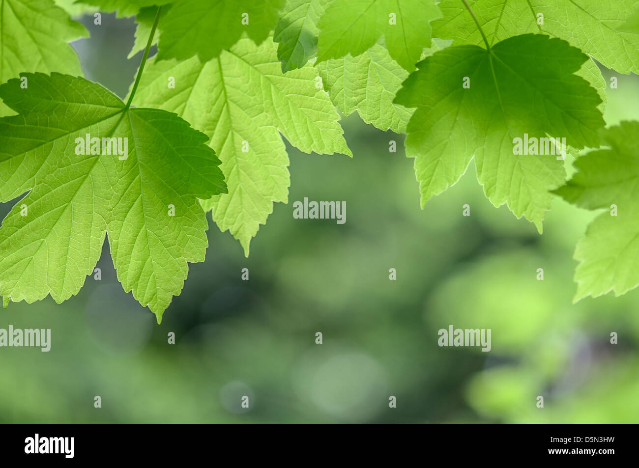 Maple maple maple maple leafs hi-res stock photography and images - Alamy