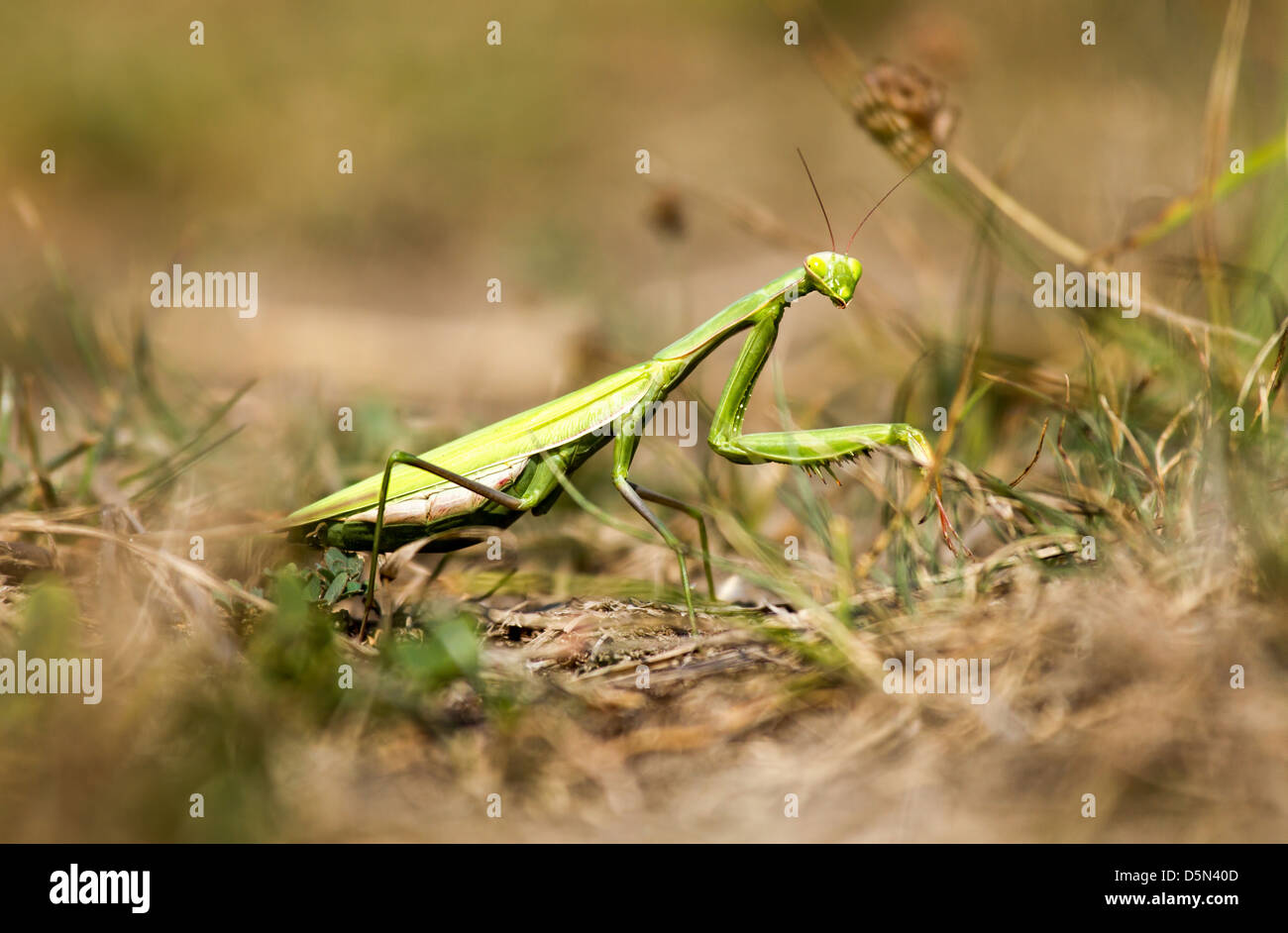 Green praying mantis / Mantis religiosa Stock Photo - Alamy