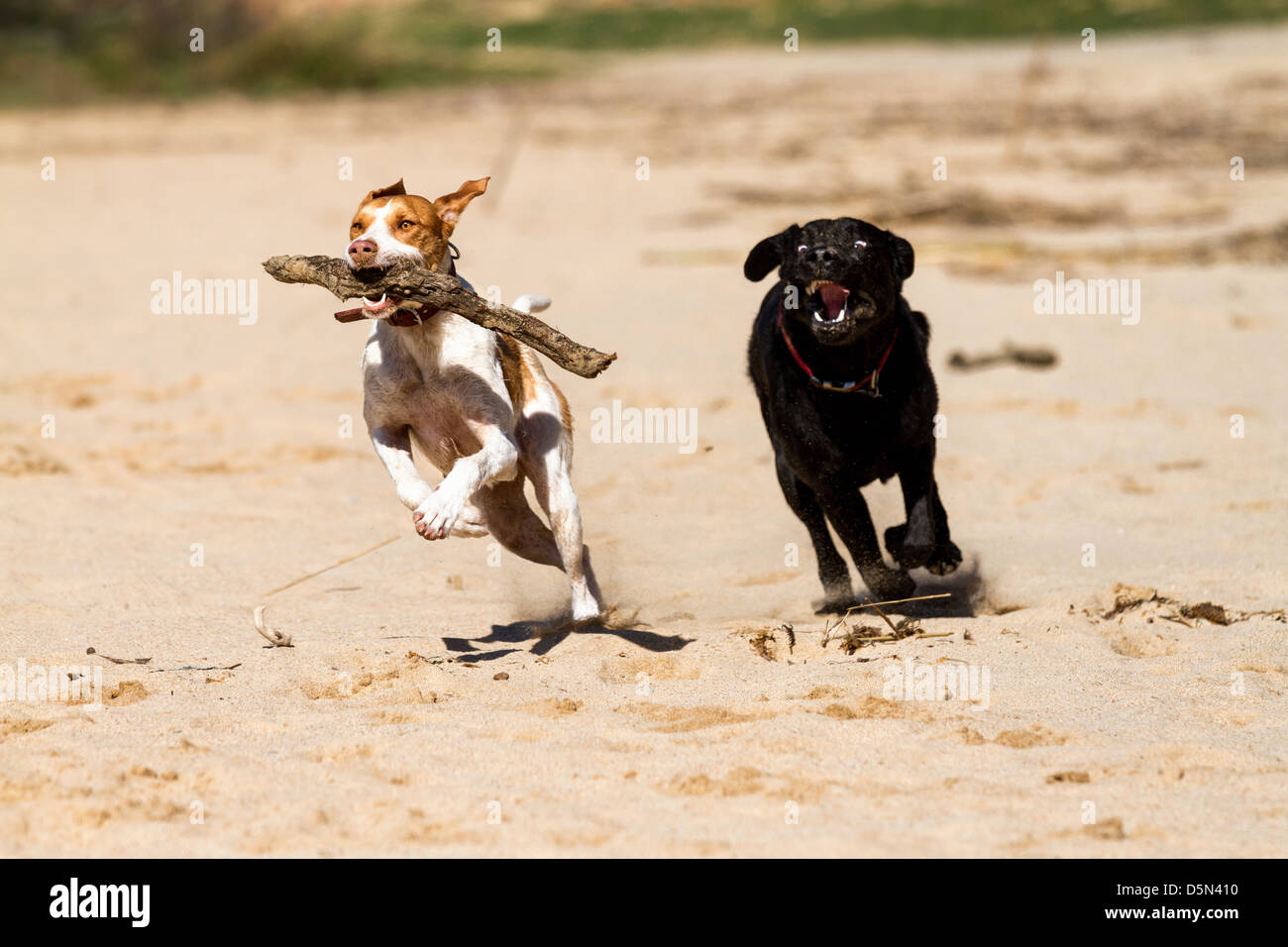 Dogs playing in the sand Stock Photo - Alamy
