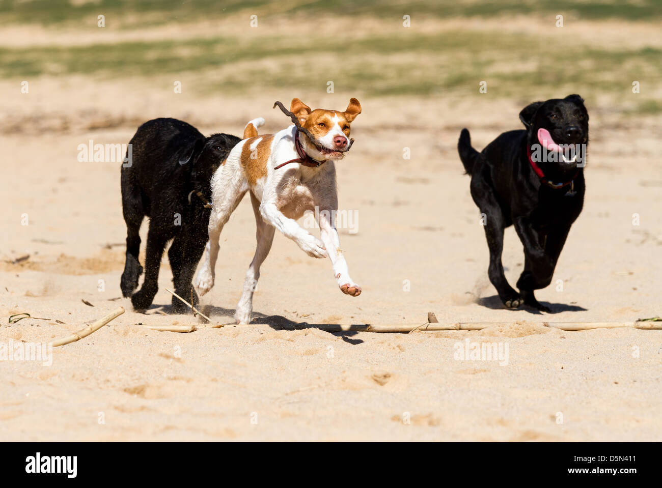 Dogs playing in the sand Stock Photo - Alamy