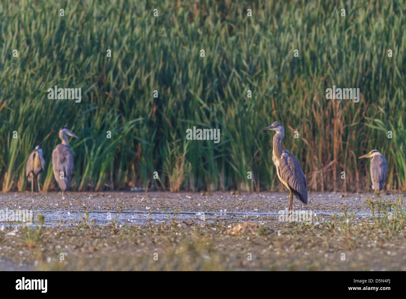 red heron (ardea purpurea Stock Photo - Alamy