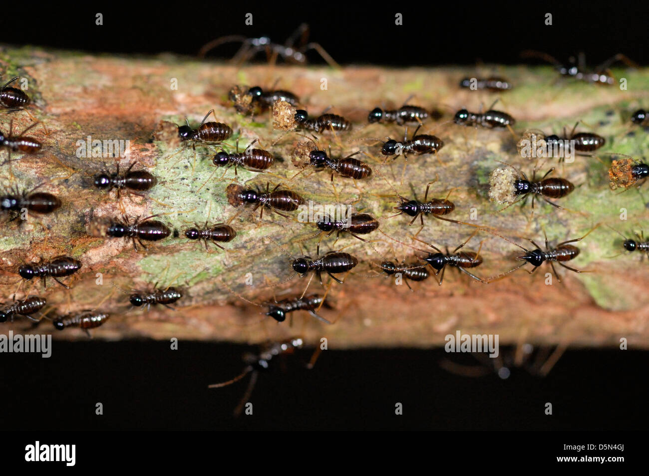 Ants highway on a branch, close up, seen from above, Taman Negara ...