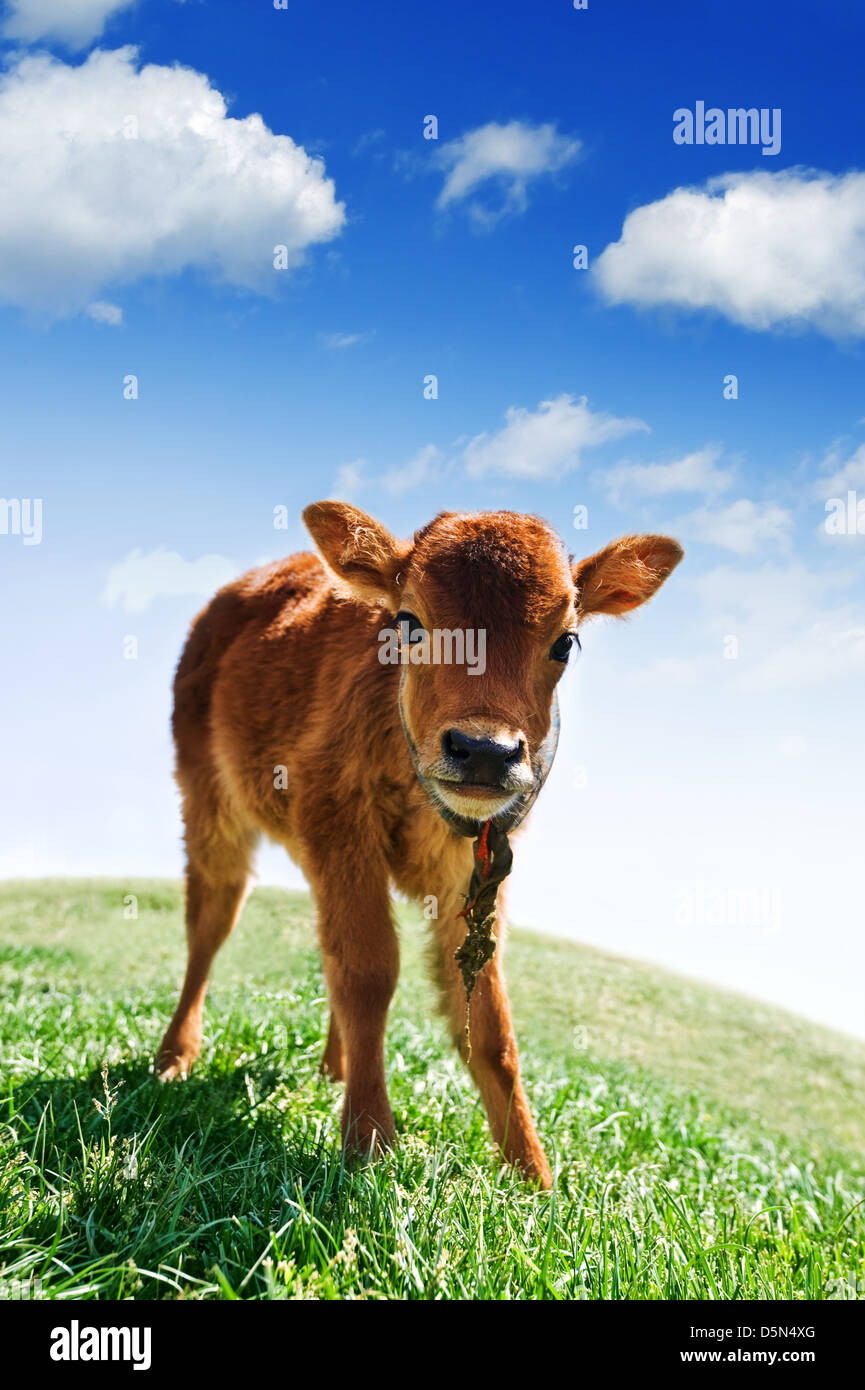 Calf cow hi-res stock photography and images - Alamy