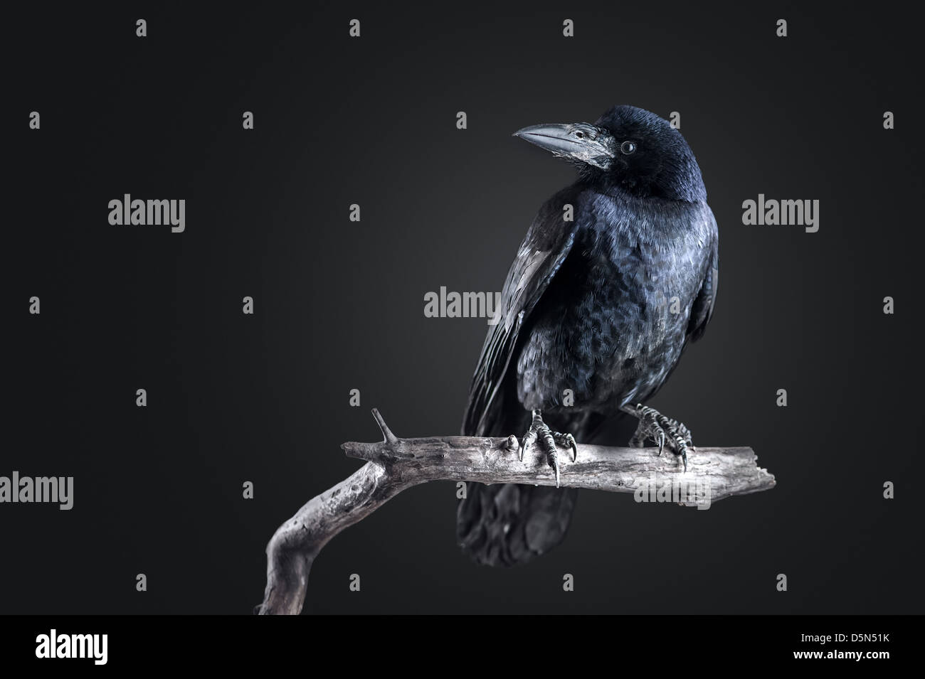 Crow portrait hi-res stock photography and images - Alamy